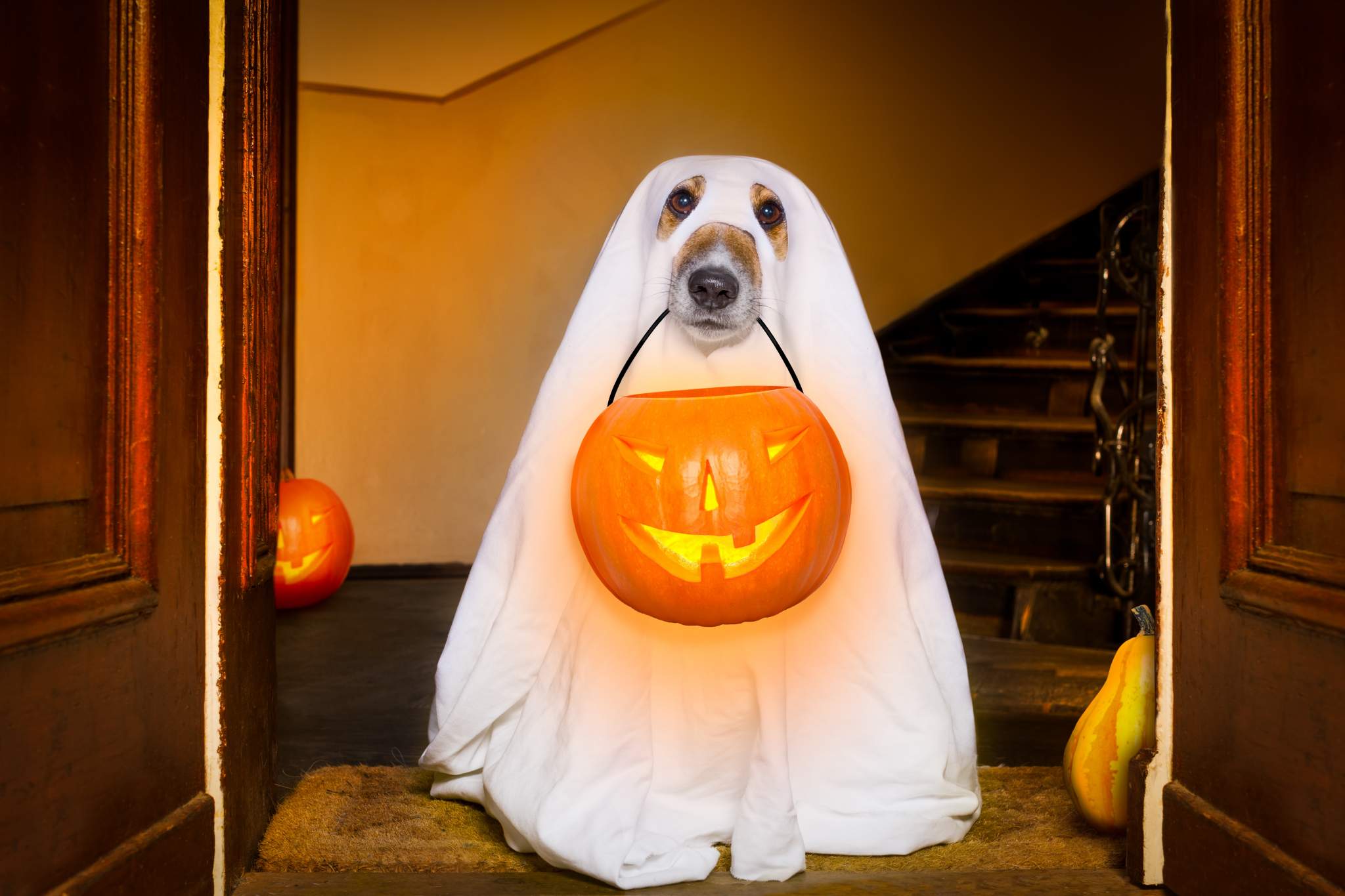 7 Cute Halloween Photo Ideas for Any Halloween Lover | Motif